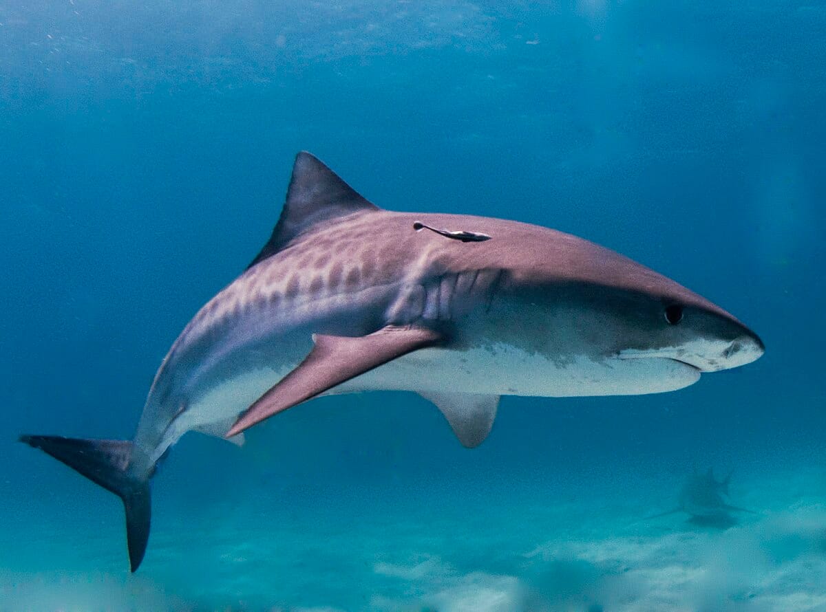 En Kanaky-Nouvelle Calédonie, une attaque mortelle de requins relance ...
